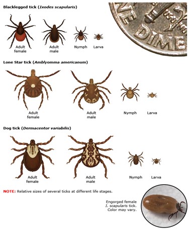 FAQ: Understanding and Preventing Lyme Disease | MIT Health